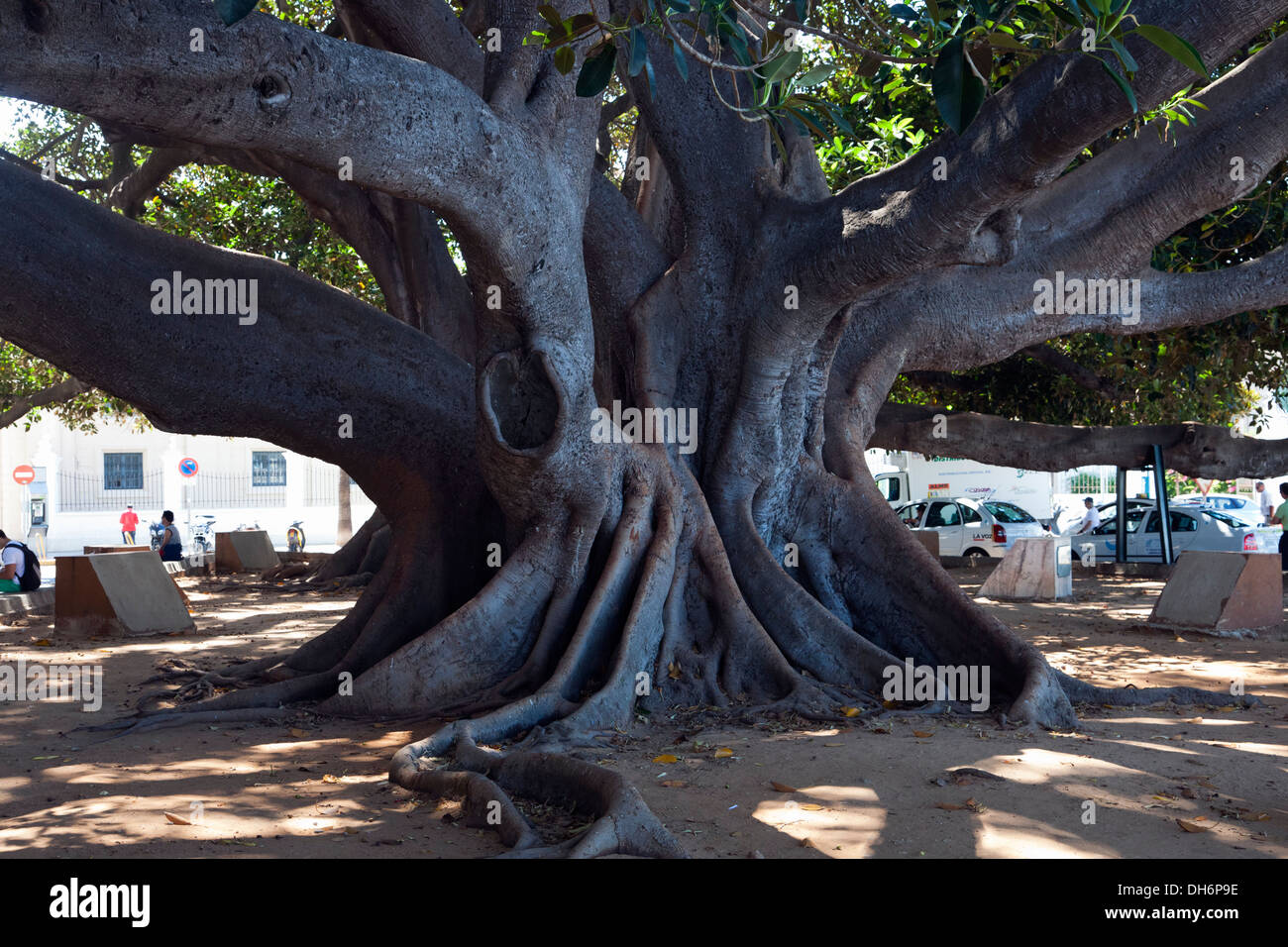 Giant Ficus trees in Cádiz, Andalusia, Spain Stock Photo - Alamy