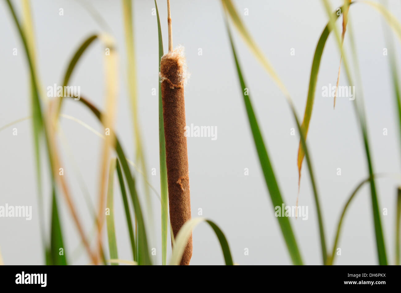 Seed dispersement hi-res stock photography and images - Alamy