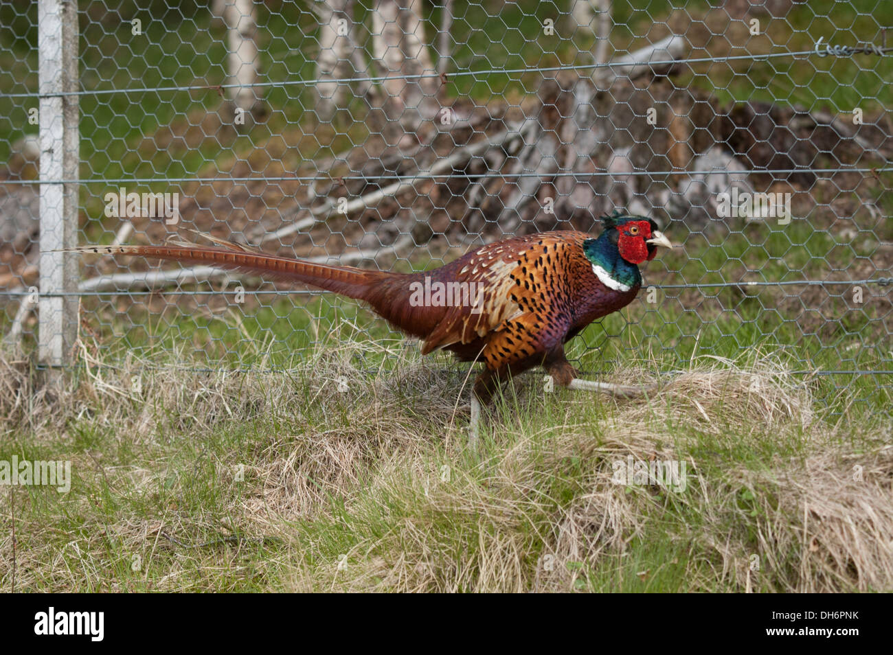 Male Pheasant against wire fence Stock Photo - Alamy