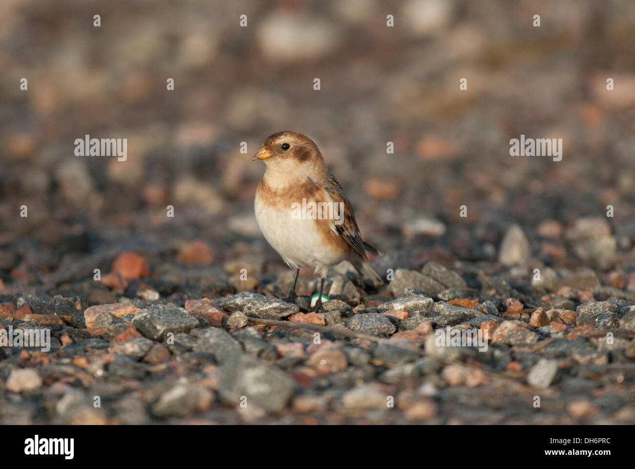 Winter bird on gravel Stock Photo - Alamy