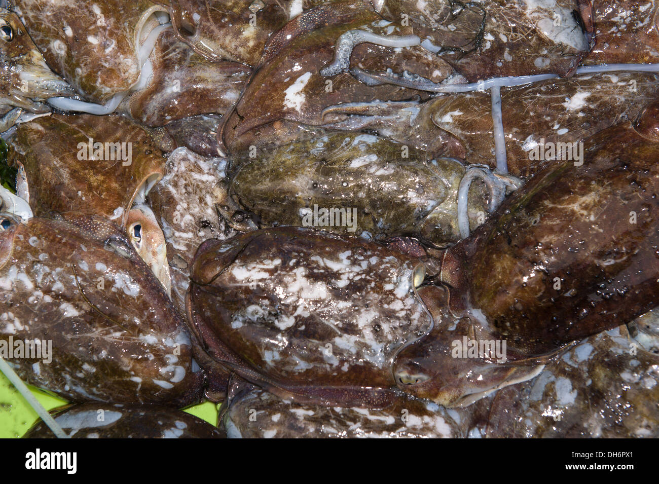 Squids just trawled Stock Photo - Alamy