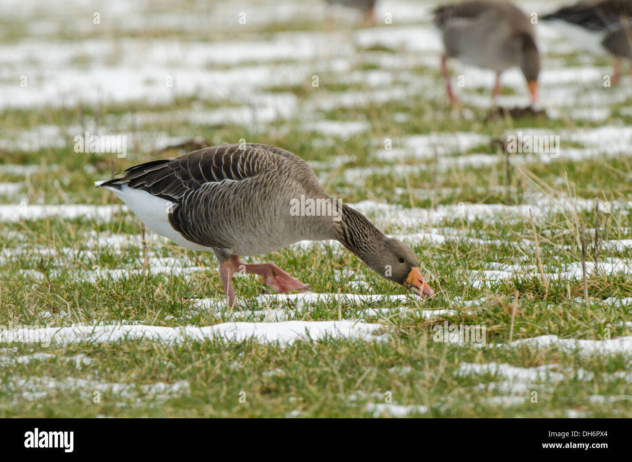 Goose feeding hi-res stock photography and images - Alamy