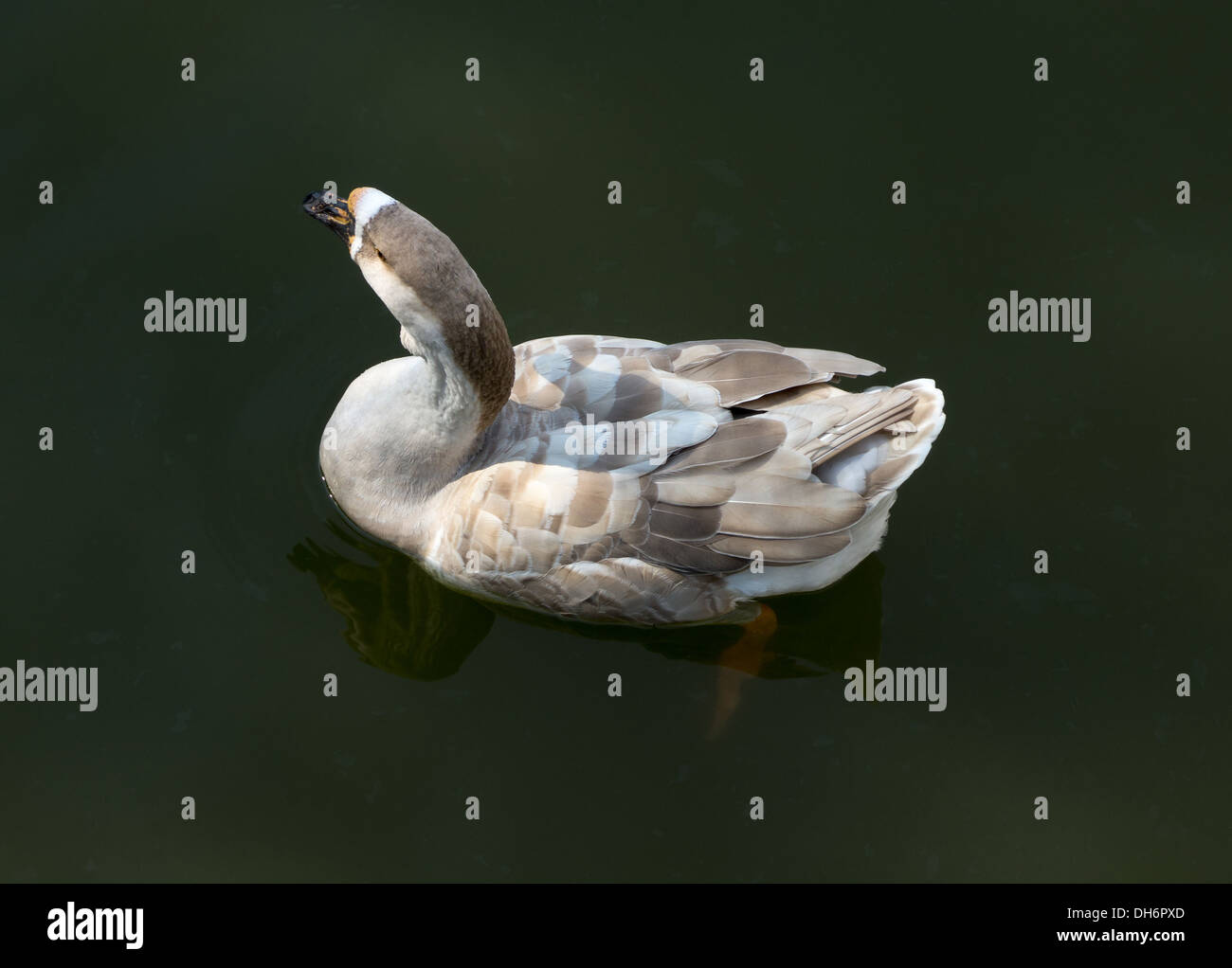 Farm water hi-res stock photography and images - Alamy