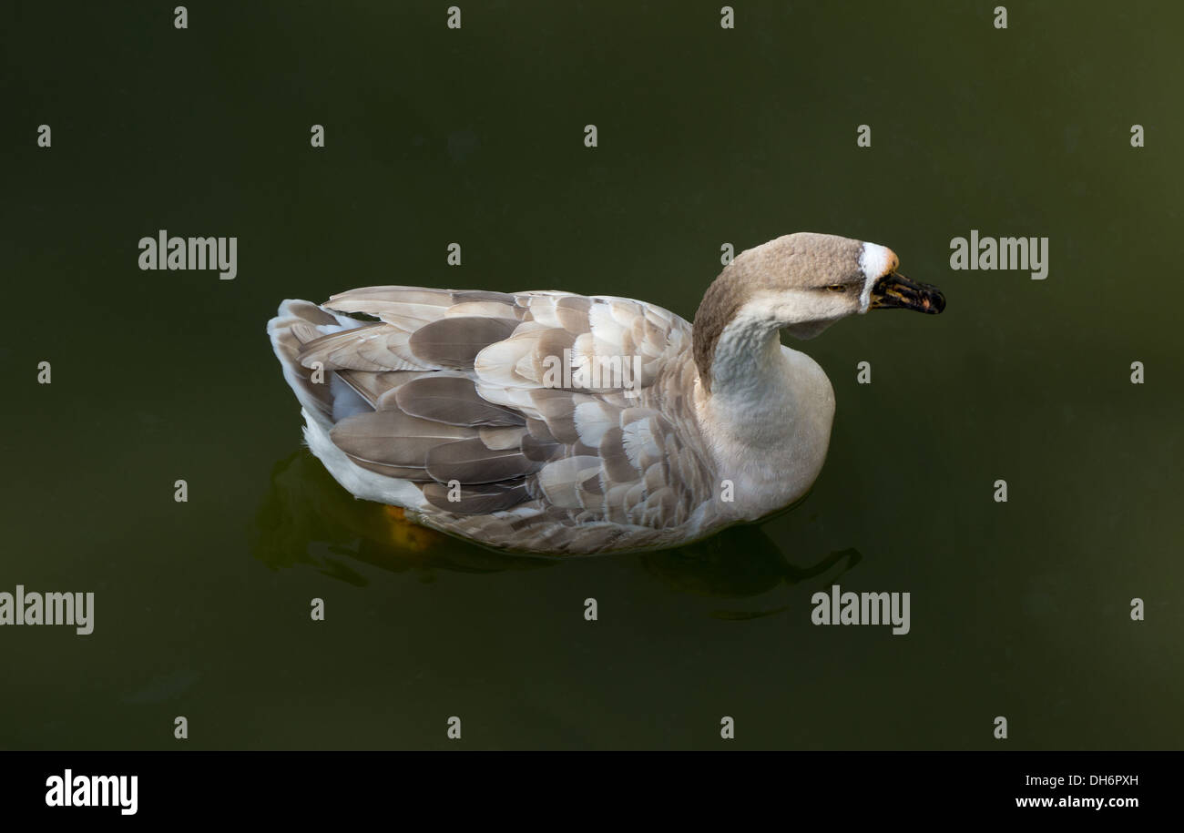 Goose outline hi-res stock photography and images - Alamy