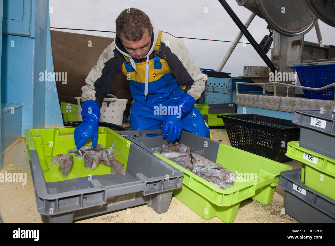 Fisherman sorting squids on the stern of a trawler Stock Photo - Alamy