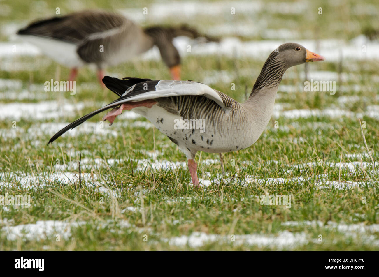 Adult wing-stretching in snow Stock Photo - Alamy