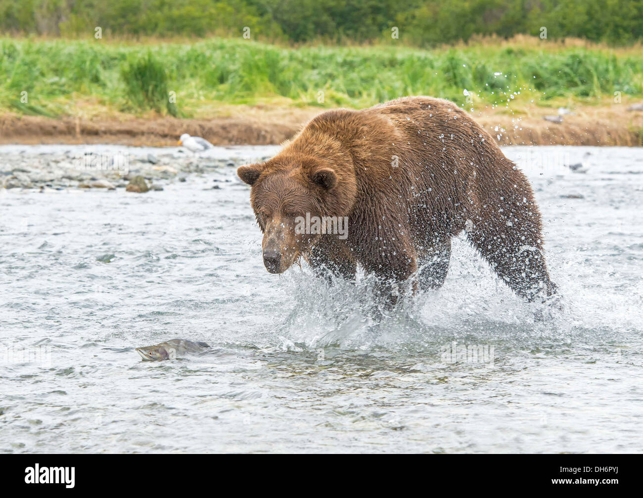 Brown bear fishing in river hi-res stock photography and images - Alamy