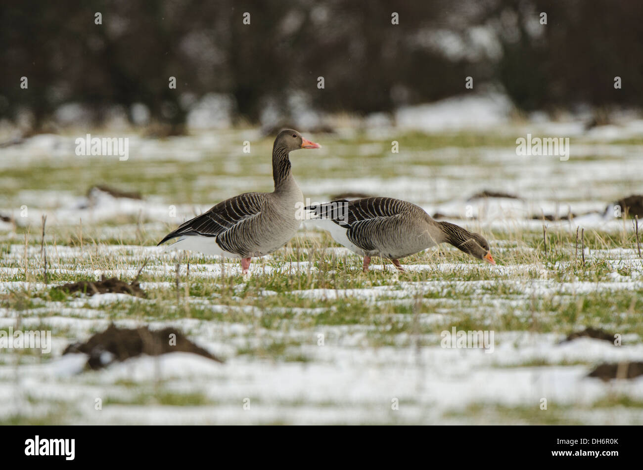 Pair geese resting in hi-res stock photography and images - Alamy