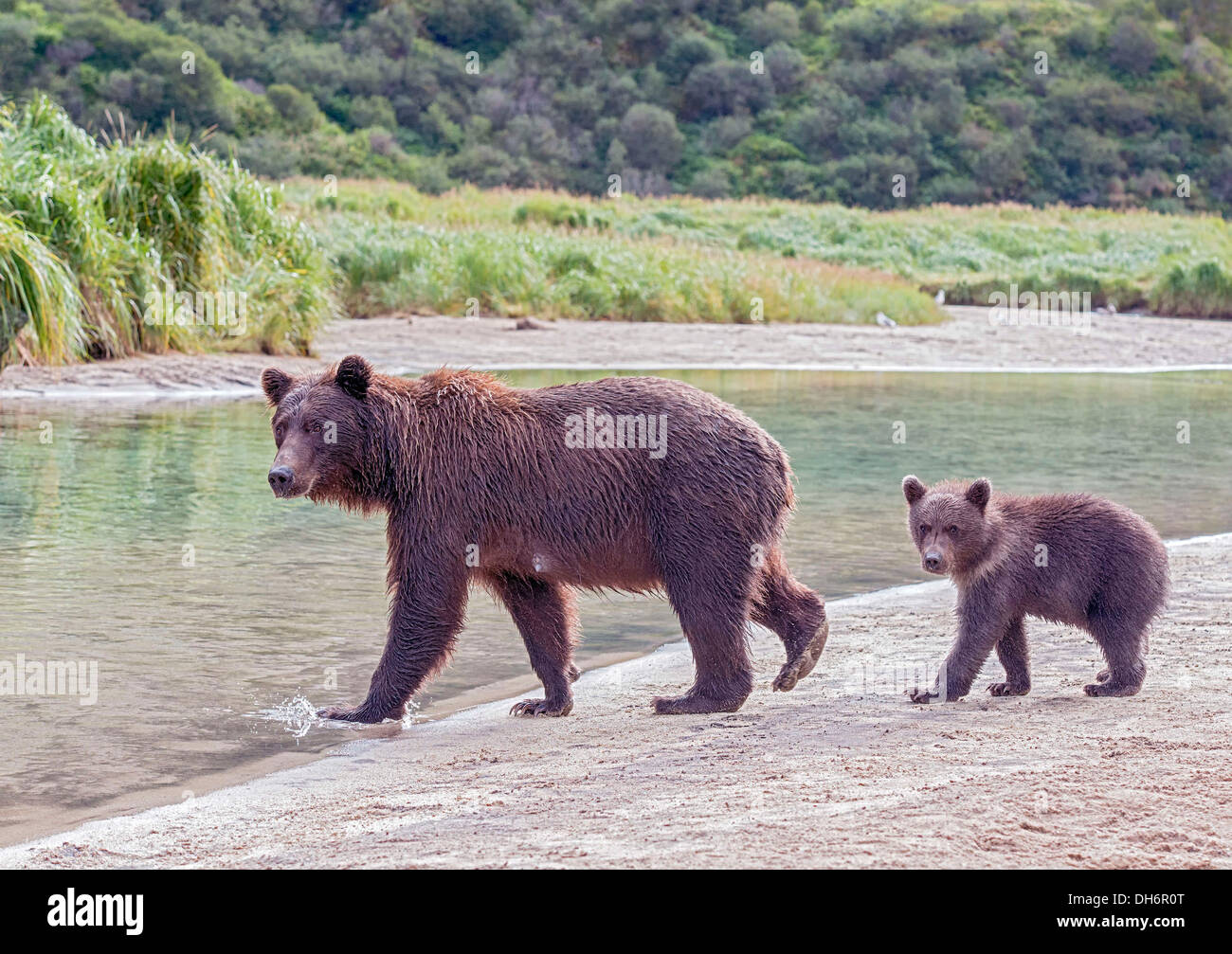 Katmai Brown Bear, mother with cub Stock Photo - Alamy