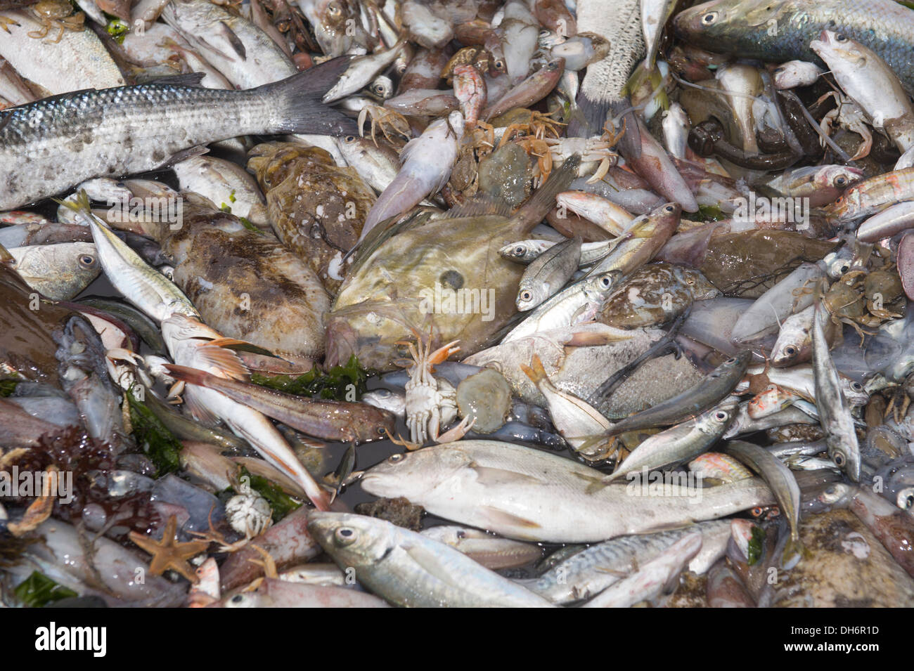 Fishes and crabs just retrieved from a trawl and spread on the boat ...