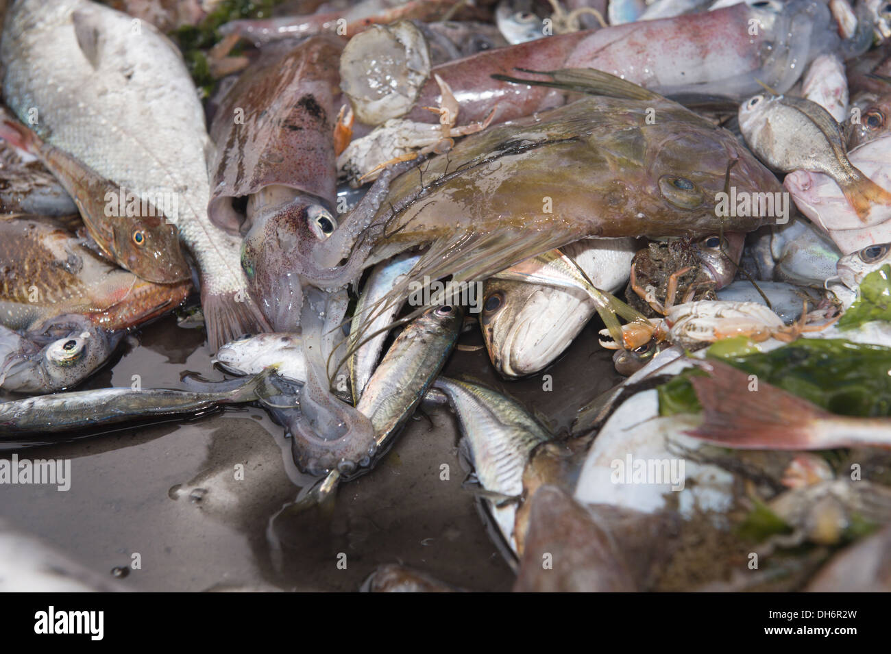 Fishes and crabs just retrieved from a trawl and spread on the boat ...