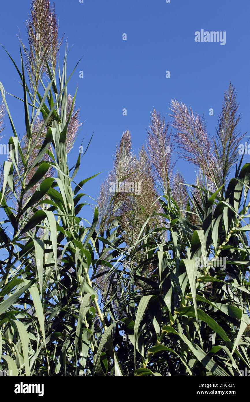 Large reeds (Phragmites)growing wild beside a road on the Greek Island ...