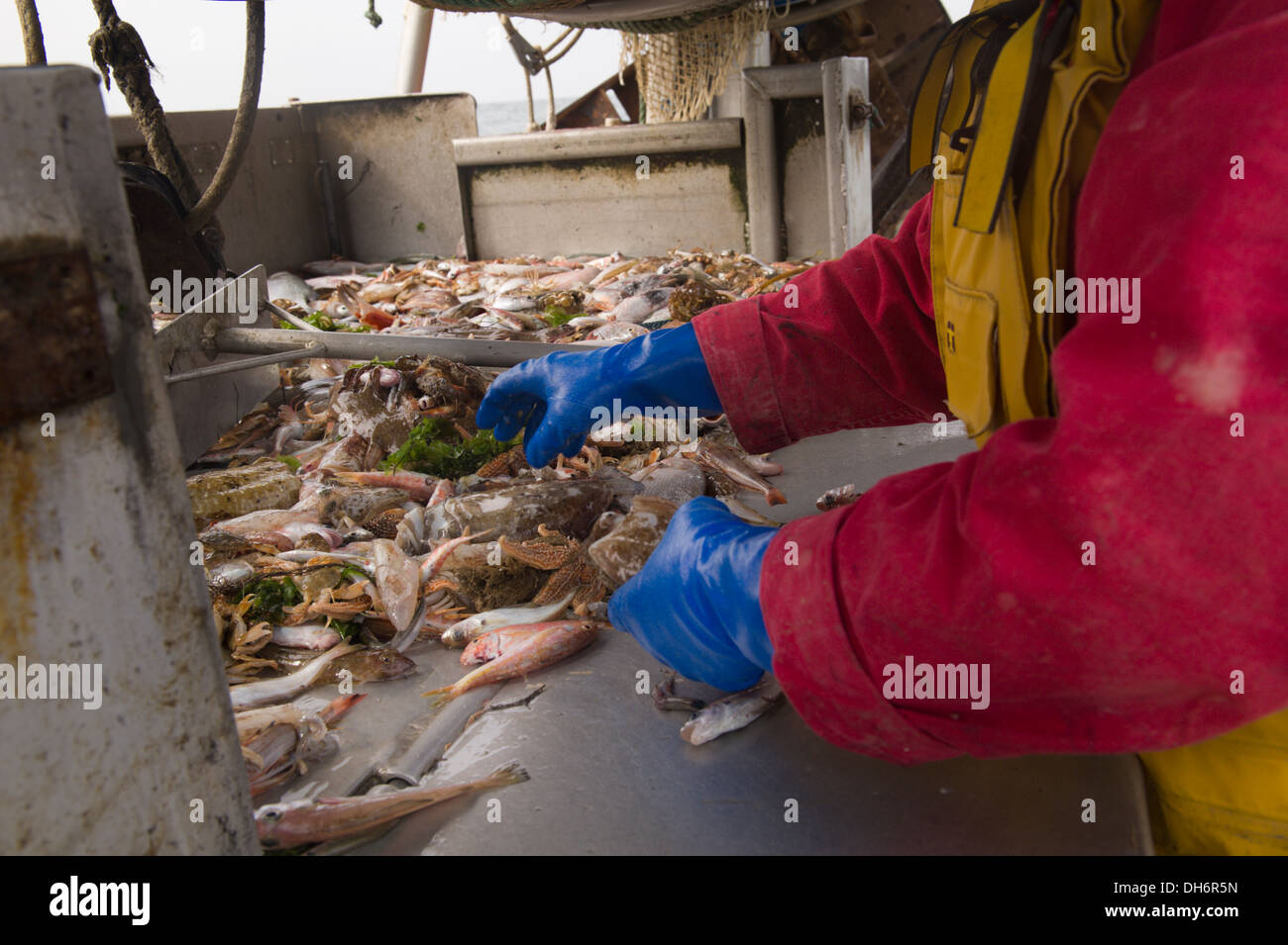 Fishermen on a stern trawler processing fishes Stock Photo - Alamy
