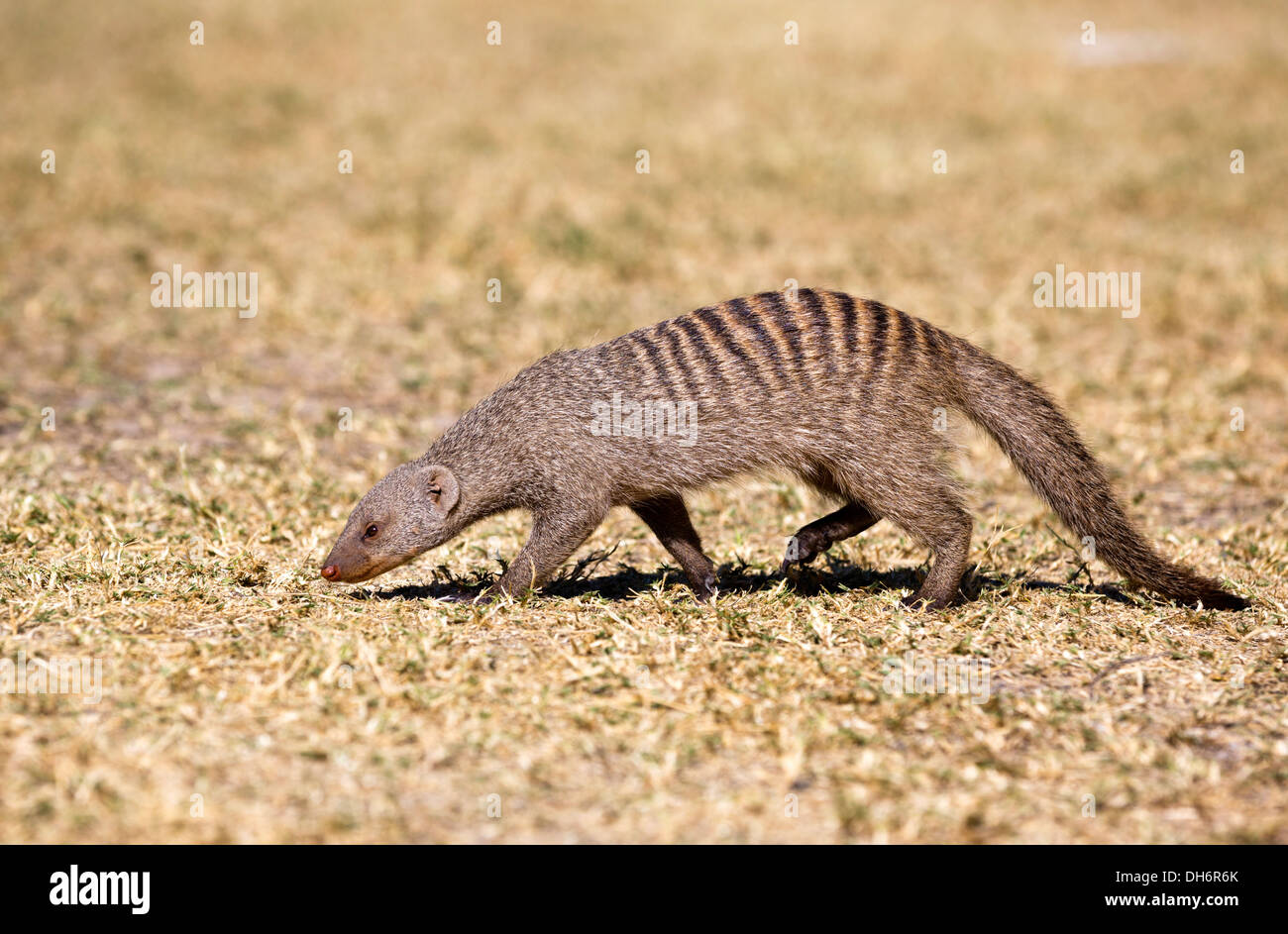 Mongoose view hi-res stock photography and images - Alamy