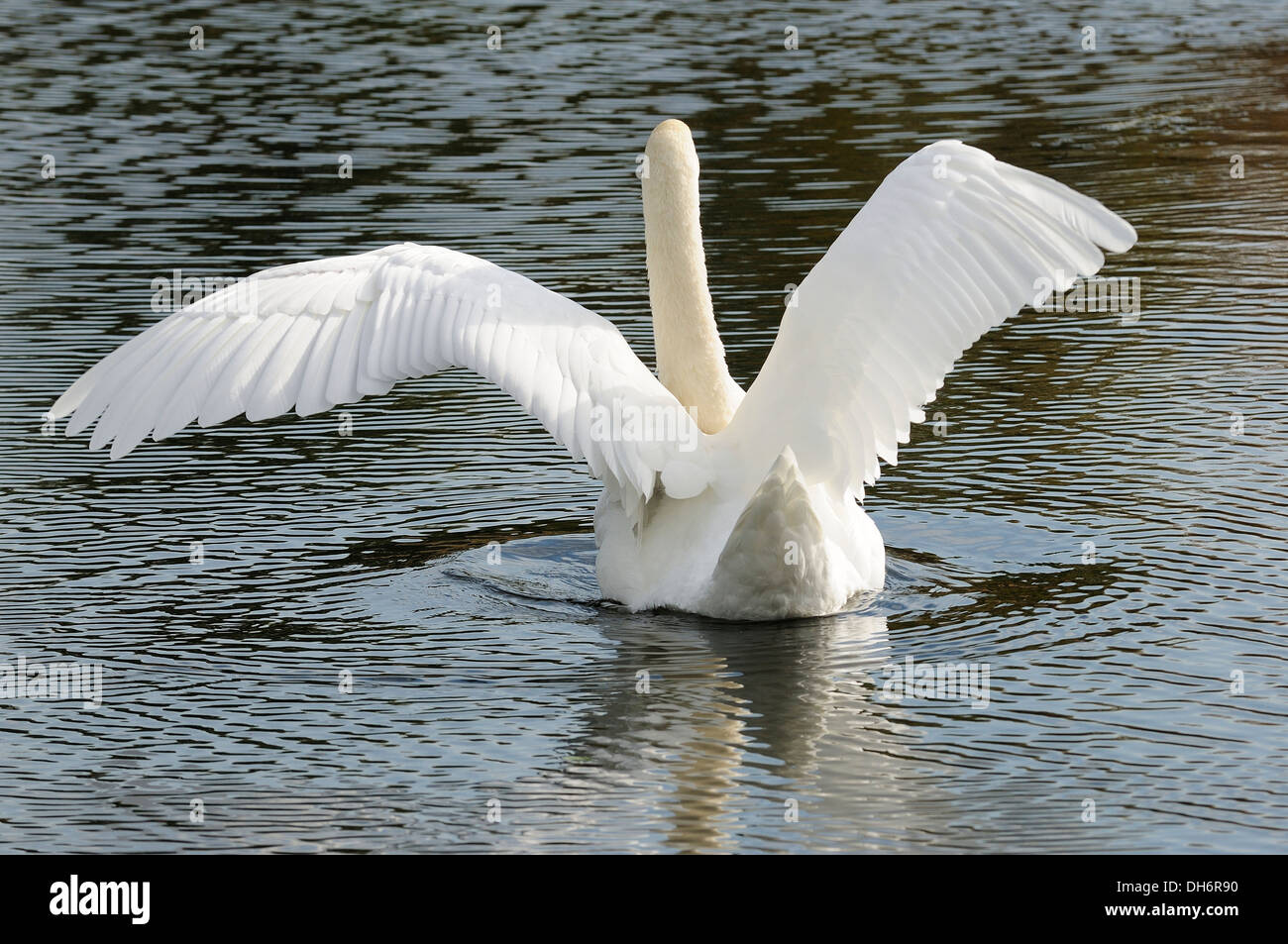 Injured Male Mute Swan on wetland habitat. (Cygnus olor) Section of ...