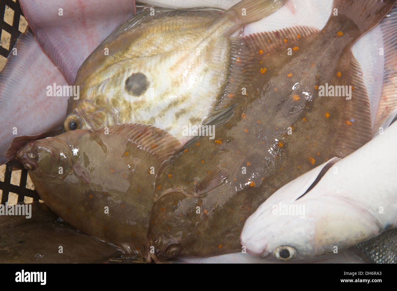 Fishes freshly trawled sorted in a basket john dory hi-res stock ...