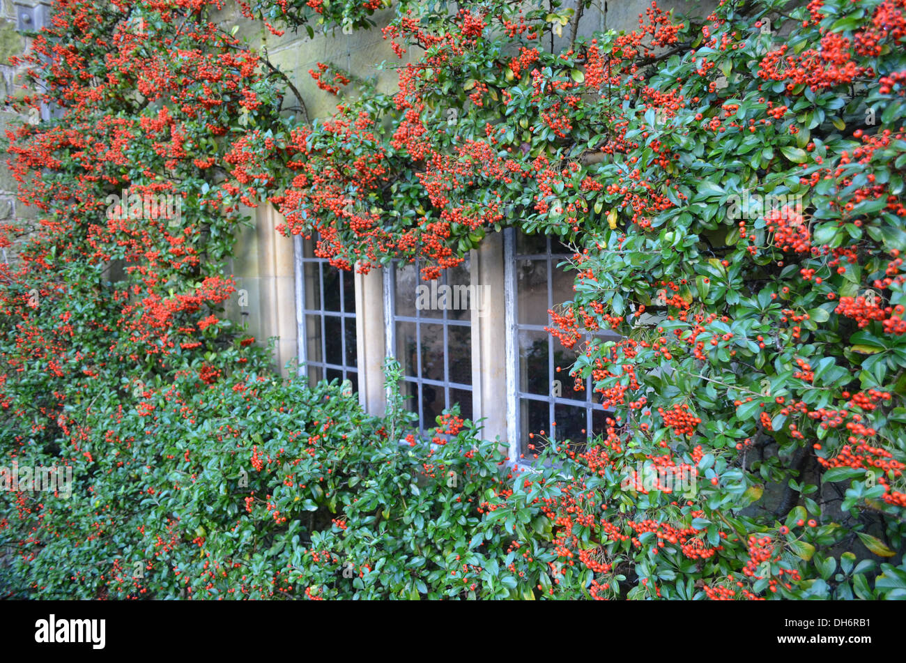 Window covered by foliage and red berries Stock Photo - Alamy