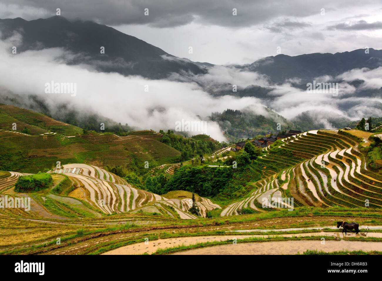 Longji Rice Terraces Dazhai Village High Resolution Stock Photography ...