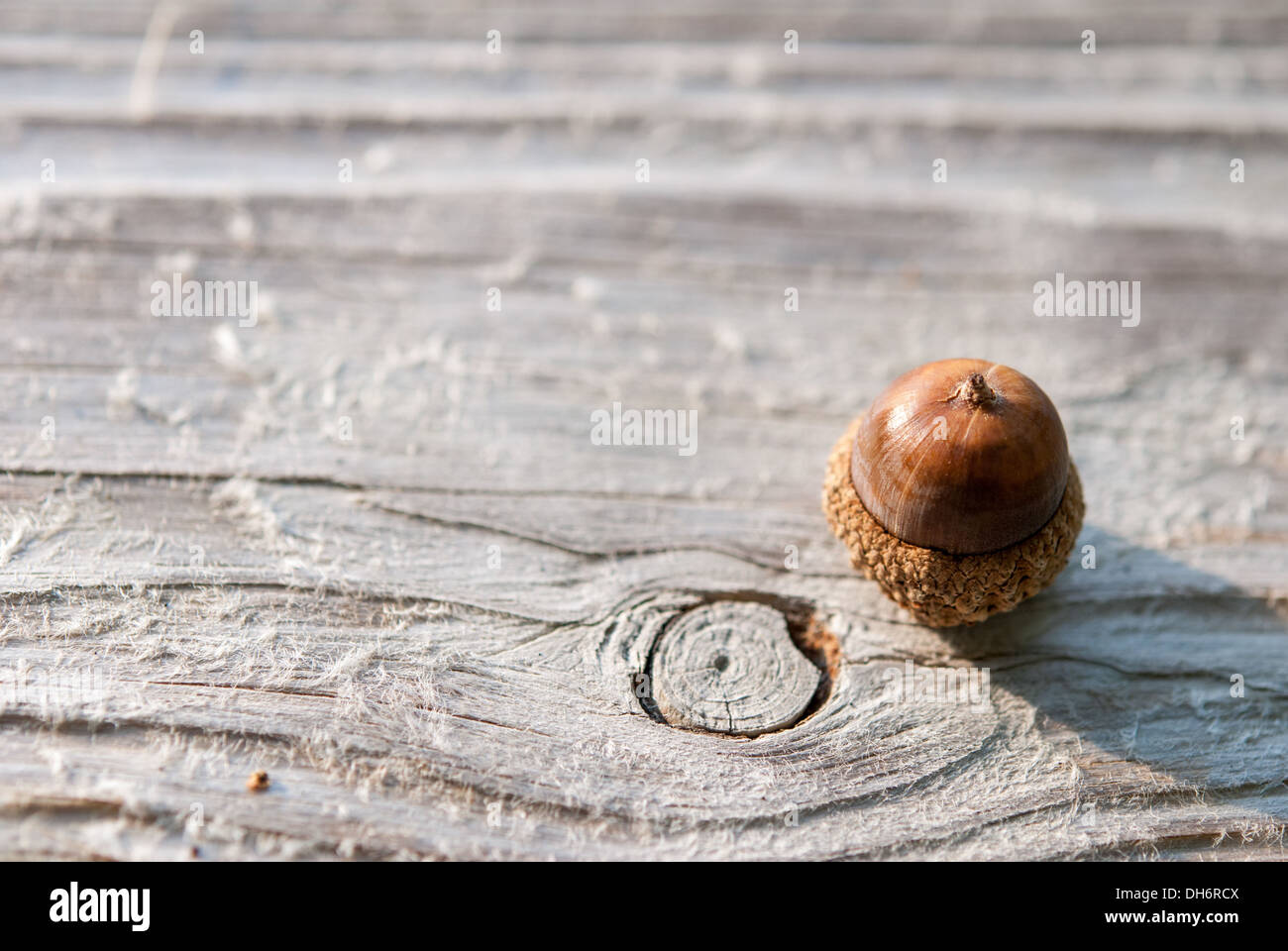 Single acorn on a piece of wood Stock Photo - Alamy