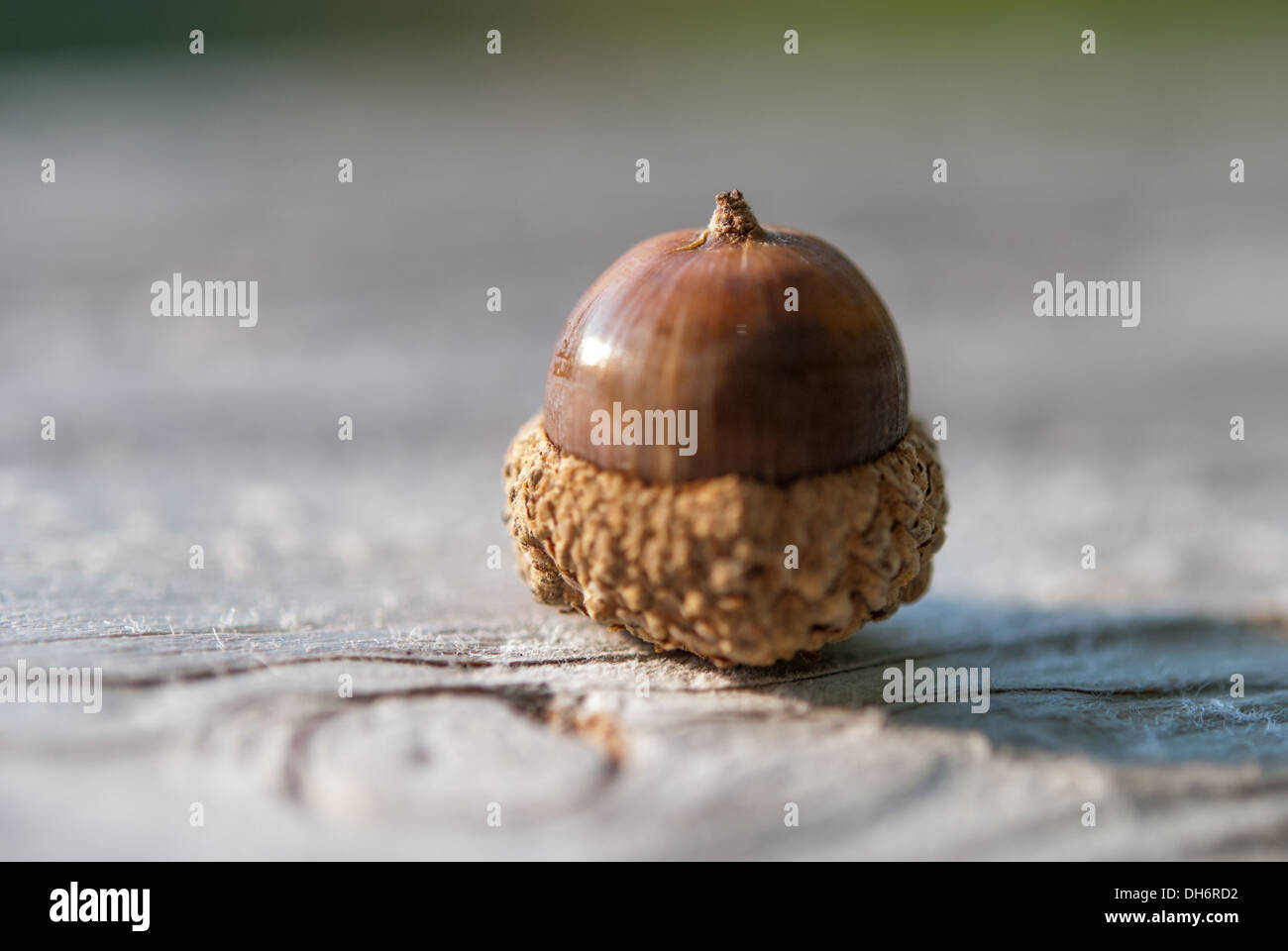 Close-up of a single acorn on wood Stock Photo - Alamy