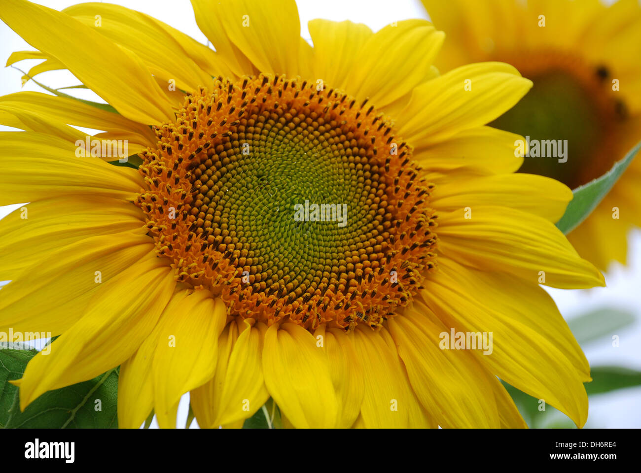 Two sunflowers close-up Stock Photo - Alamy