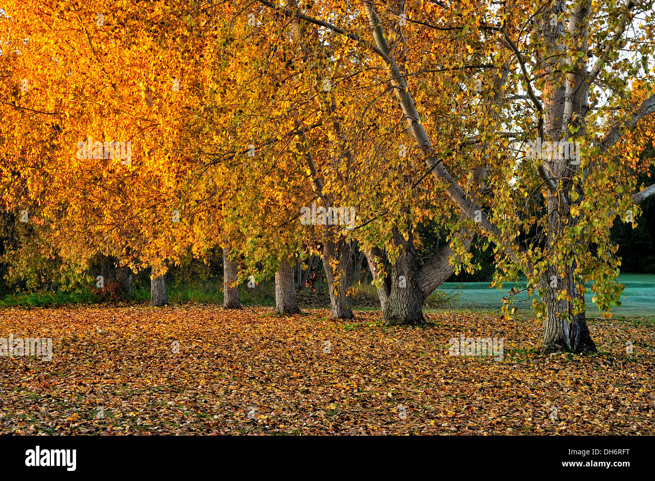 Mature aspen trees hi-res stock photography and images - Alamy