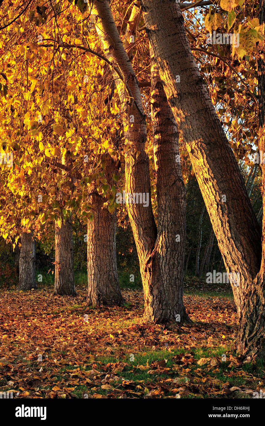 Mature aspen stand hi-res stock photography and images - Alamy