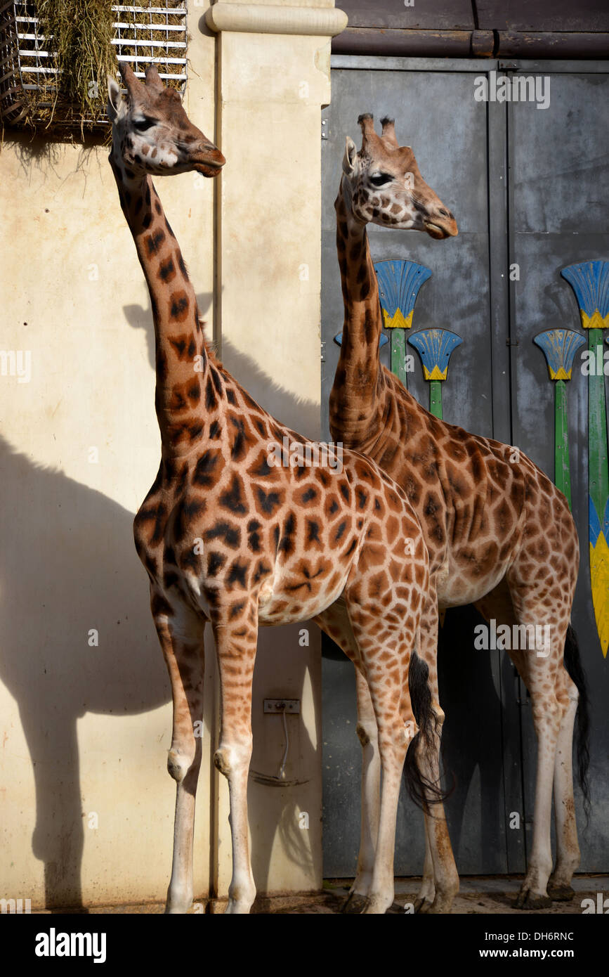 Two mammals hi-res stock photography and images - Alamy