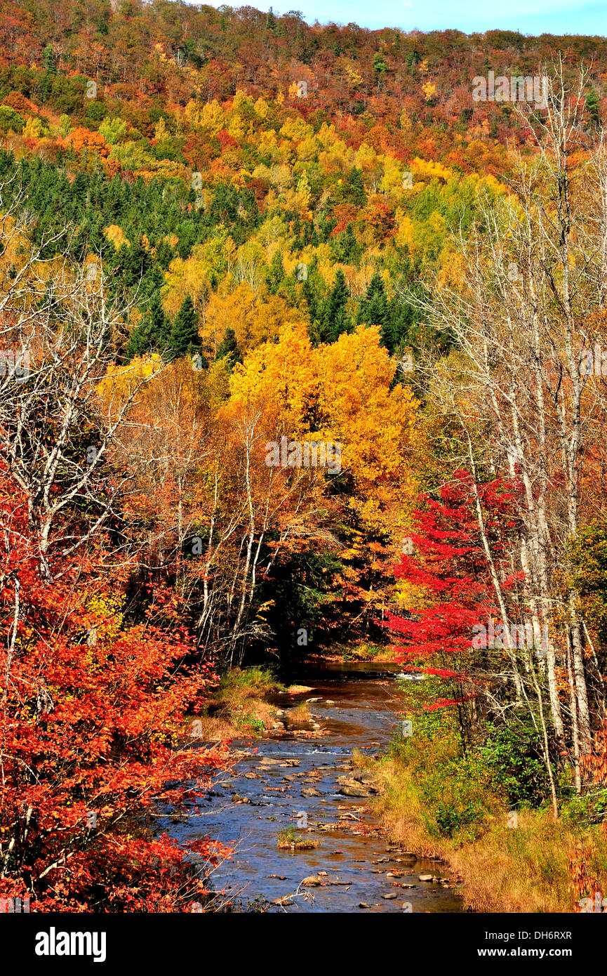 A small brook running through the brightly colored deciduous forest ...
