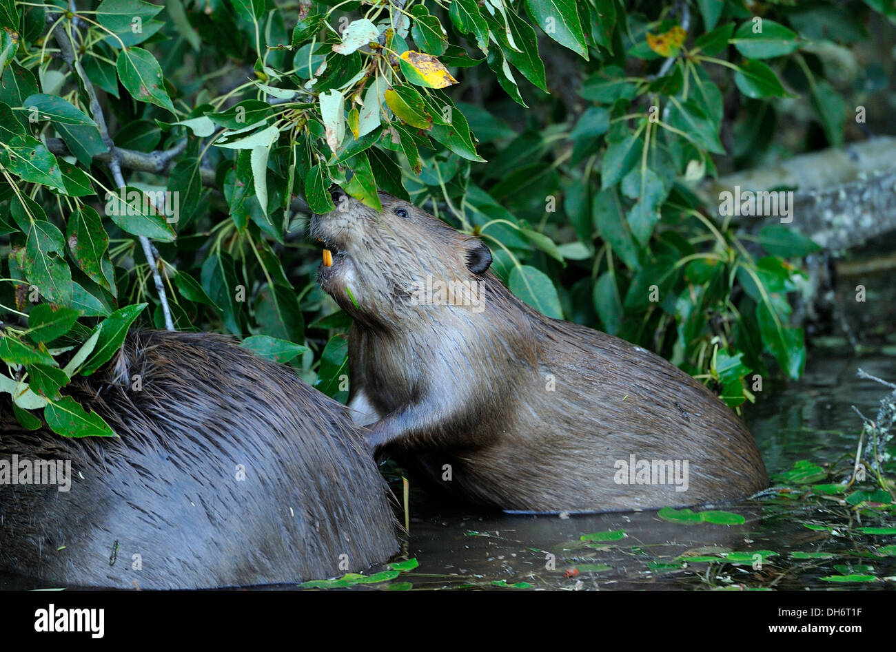 A beaver standing on his rear feet raising up to nibble the fresh green ...