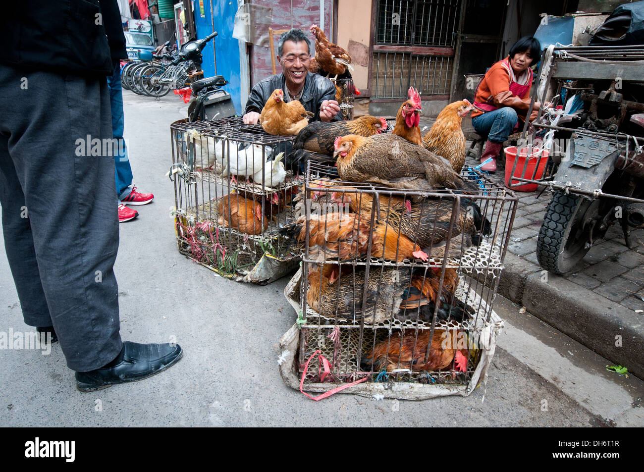 Chickens family hi-res stock photography and images - Alamy