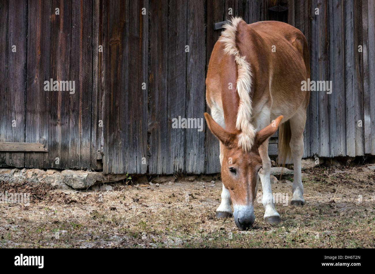 Palomino Mule