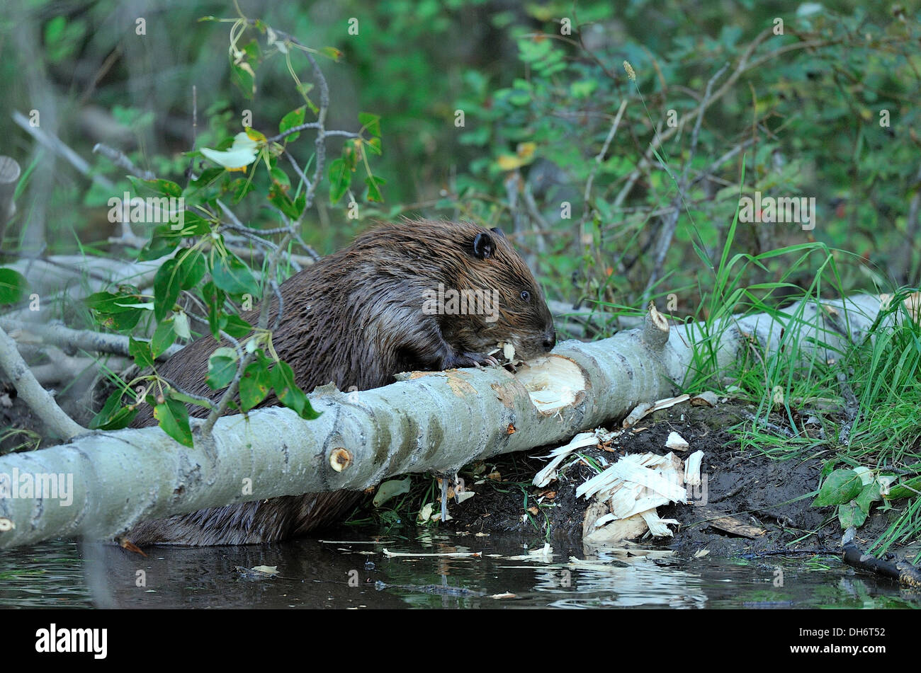 Beaver chewing tree hi-res stock photography and images - Alamy