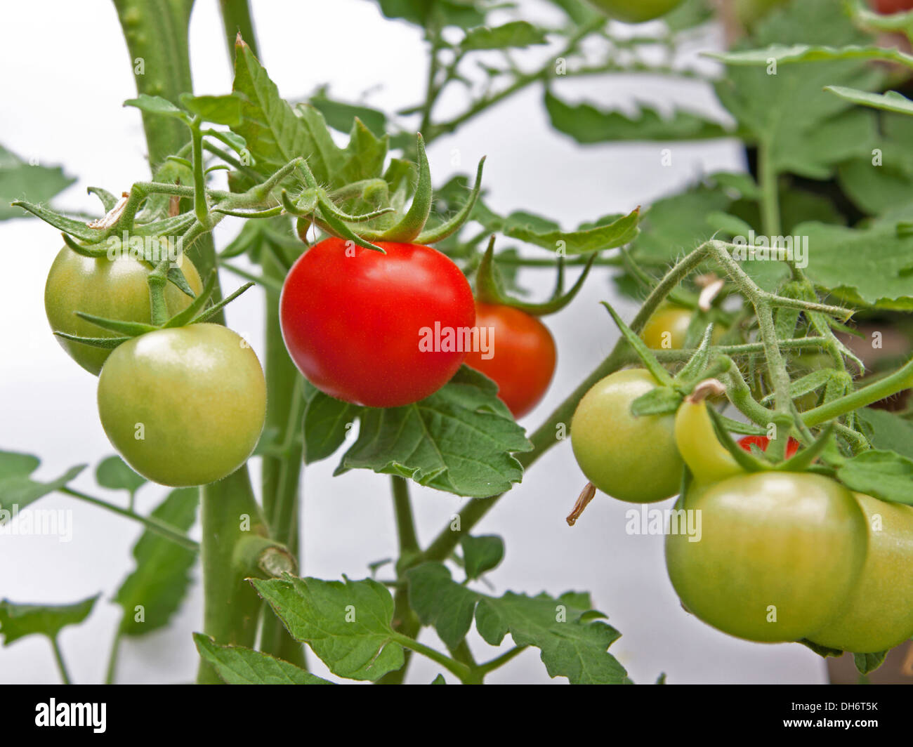 Single red tomato growing hi-res stock photography and images - Alamy