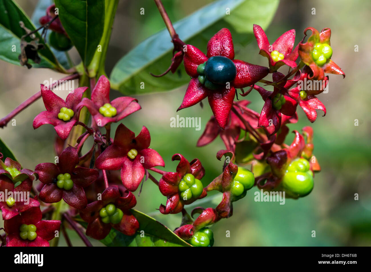 Harlequin Glory Bower (Clerodendrum trichotomum) or Peanut Butter Shrub ...