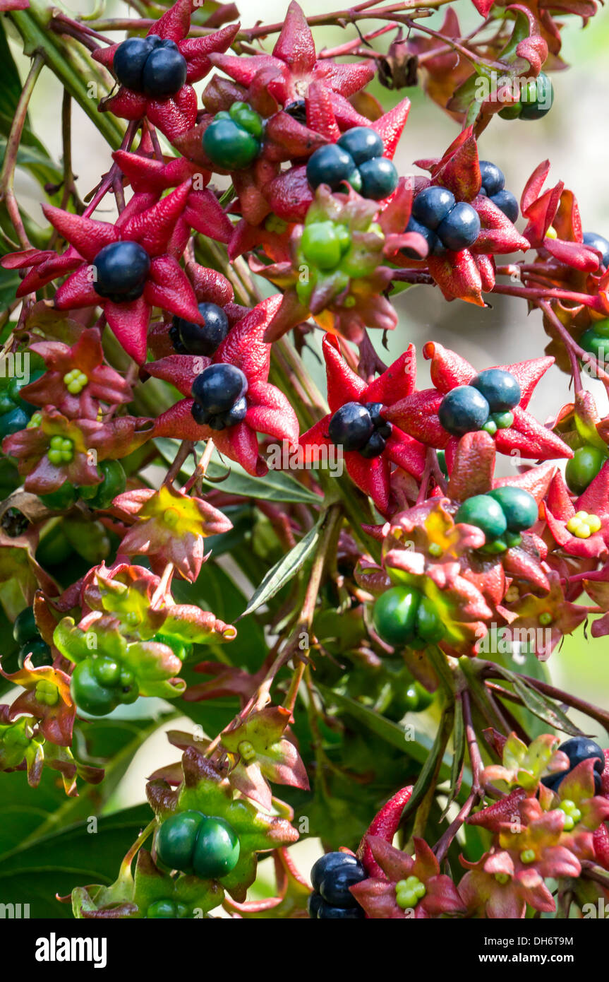 Harlequin Glory Bower (Clerodendrum trichotomum) or Peanut Butter Shrub ...