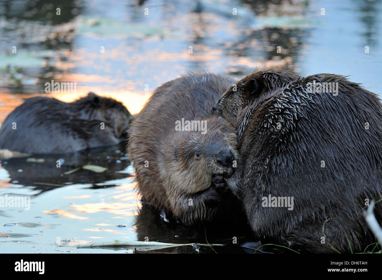 Adult beavers grooming each other Stock Photo - Alamy