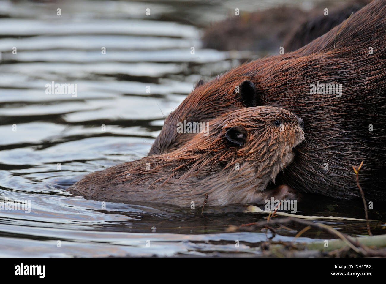 Mother and baby beaver hi-res stock photography and images - Alamy