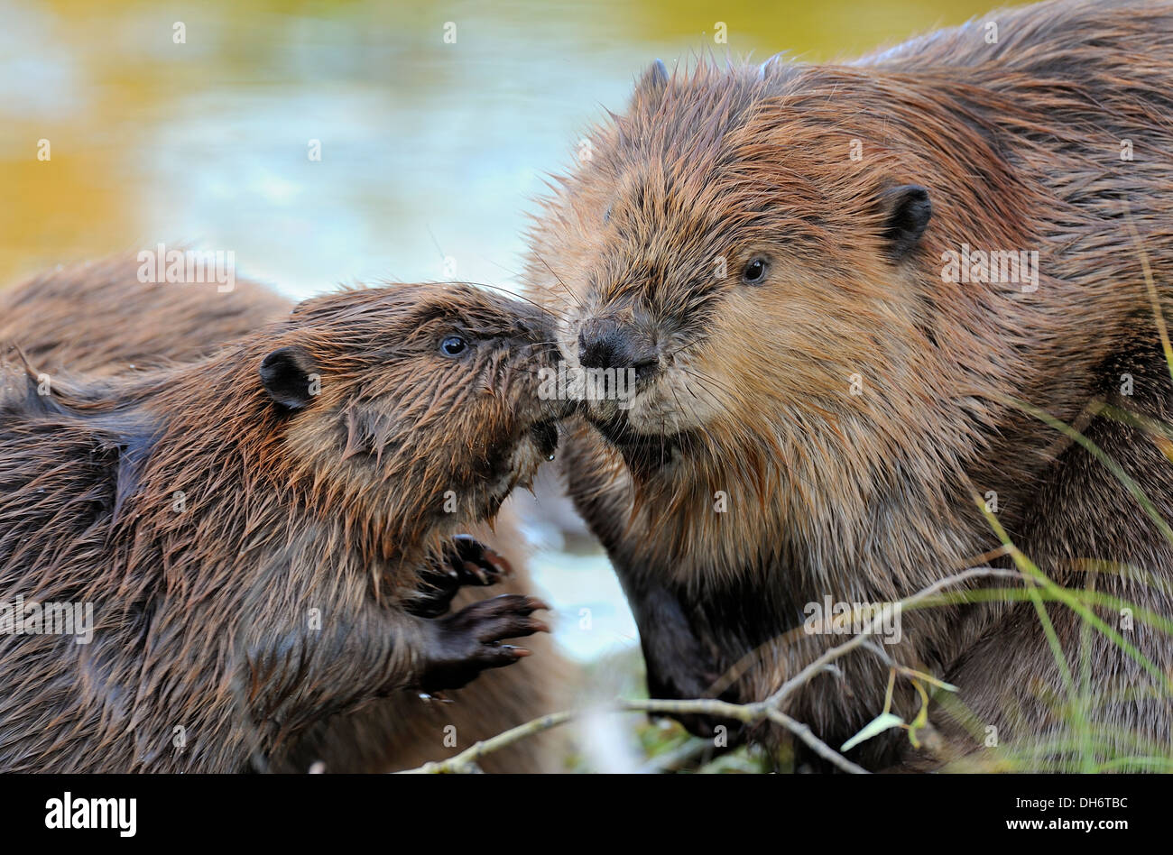 Canadian Baby Beavers