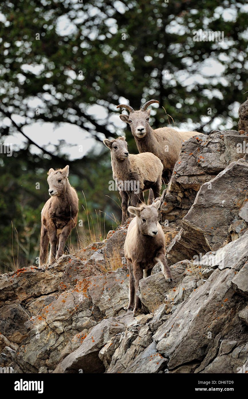 Canada bighorn sheep hi-res stock photography and images - Alamy