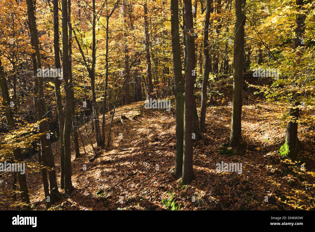 Old oak forest hi-res stock photography and images - Alamy