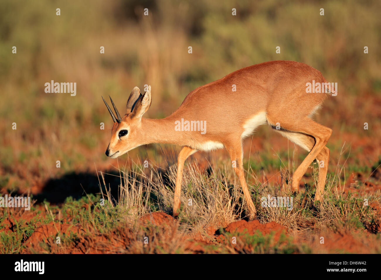 Steenbuck antelope male hi-res stock photography and images - Alamy