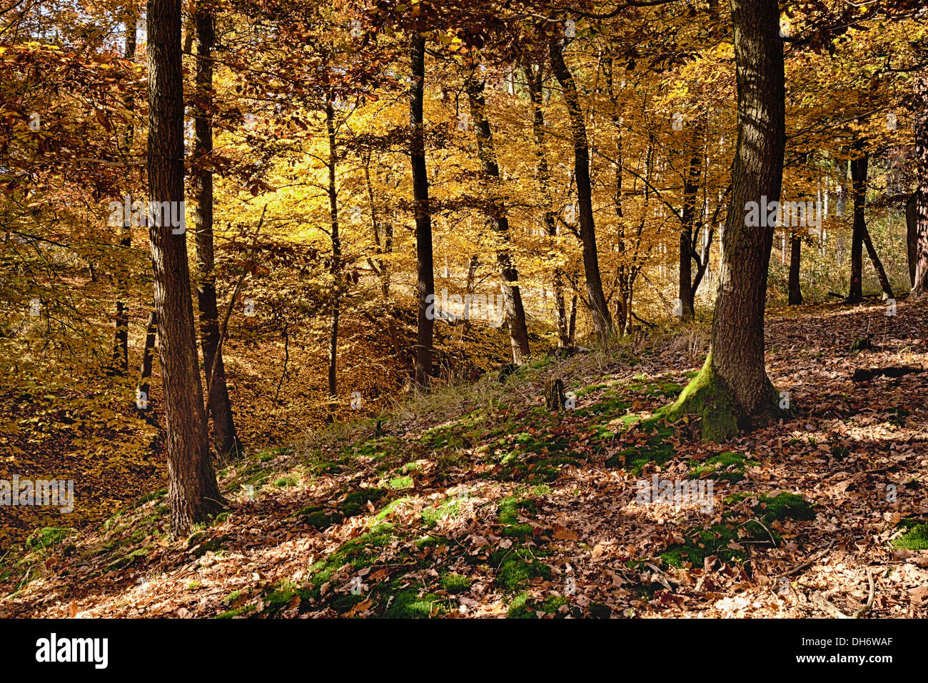 Path in an oak forest hi-res stock photography and images - Alamy