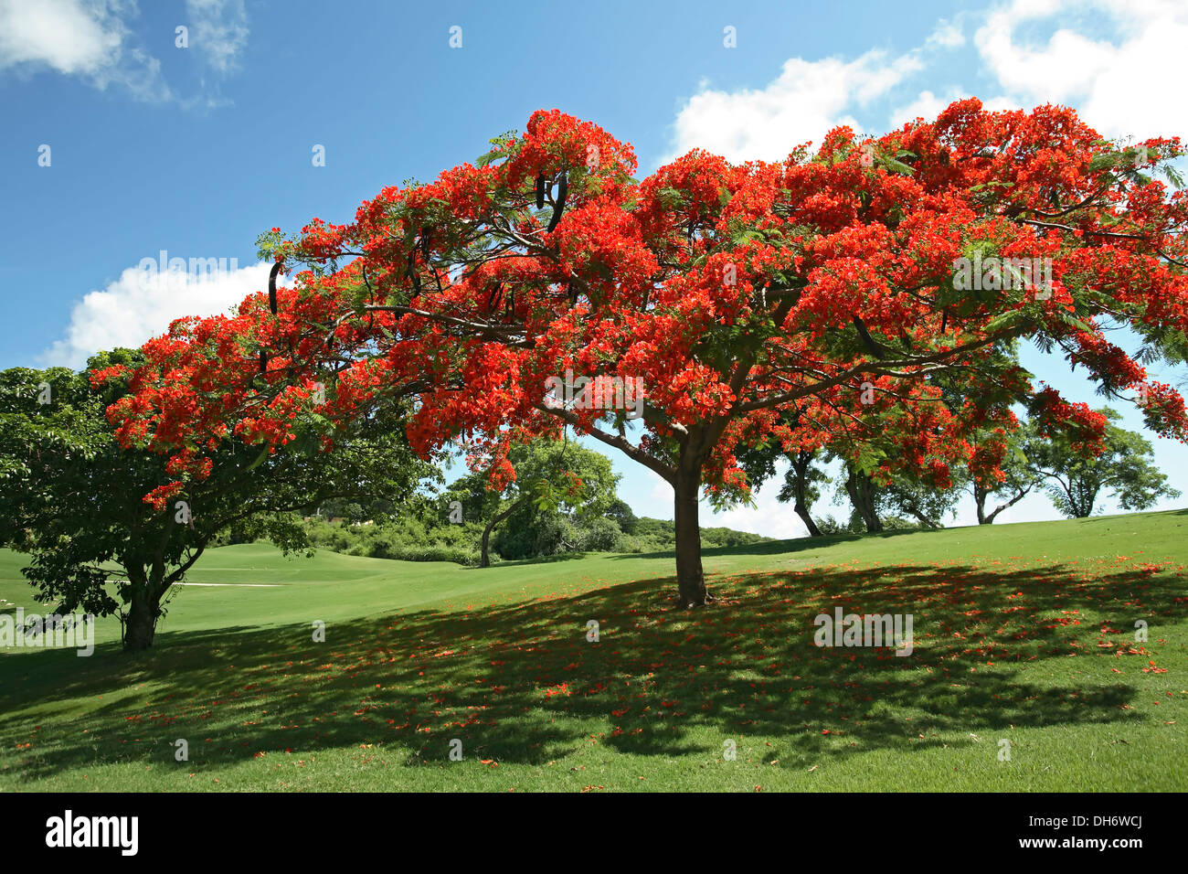 El Flamboyan De Puerto Rico Flamboyan Paintings For Sale Fine Art