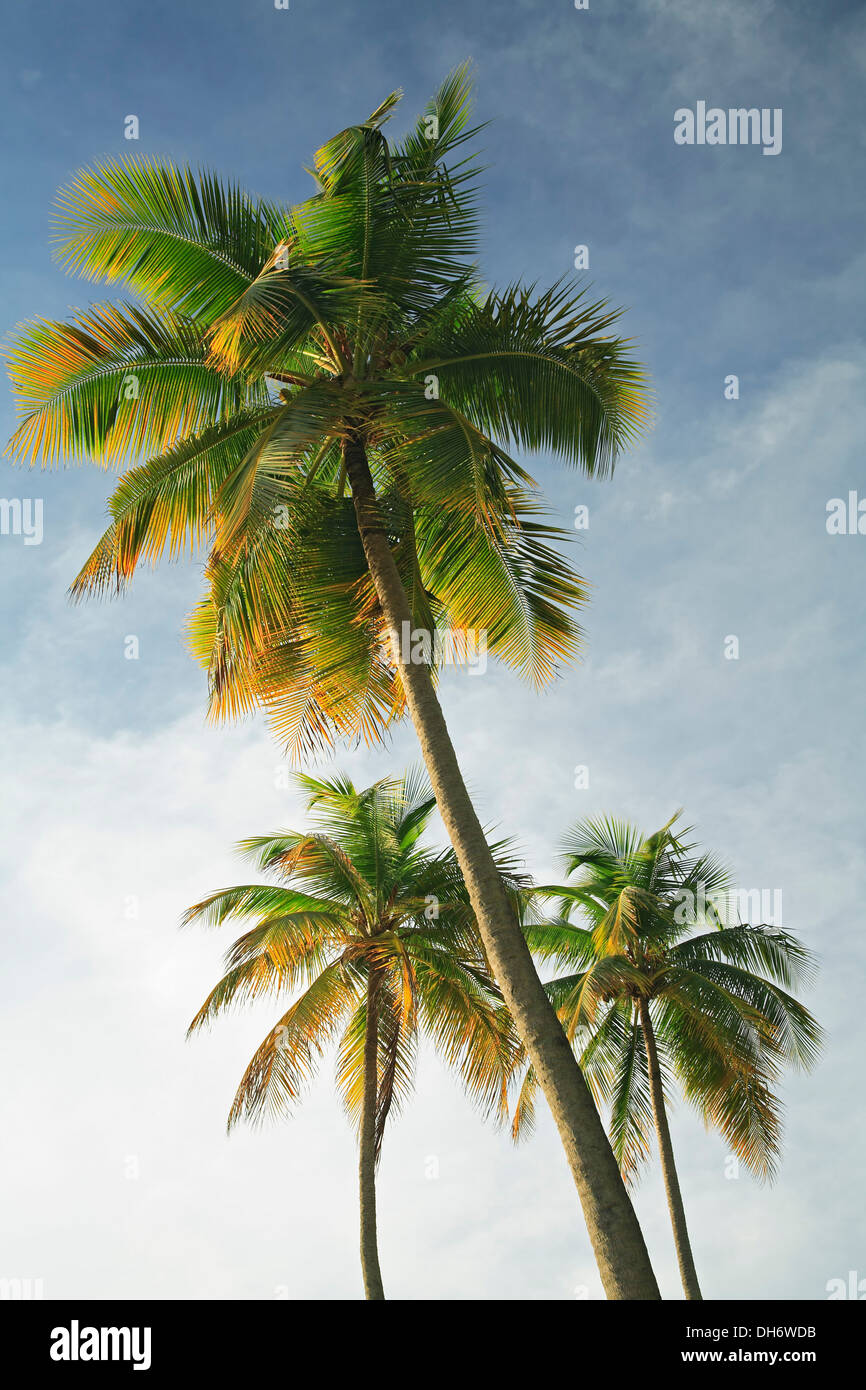 Palm trees, Luquillo public beach, Puerto Rico Stock Photo - Alamy