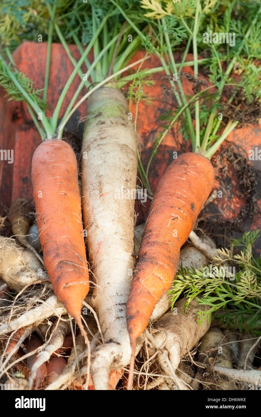 Muddy carrot hi-res stock photography and images - Alamy