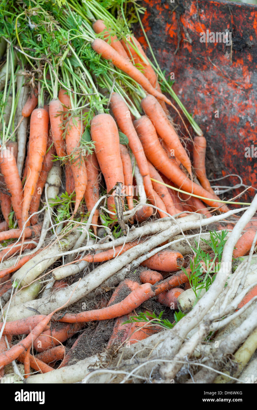 Muddy carrot hi-res stock photography and images - Alamy