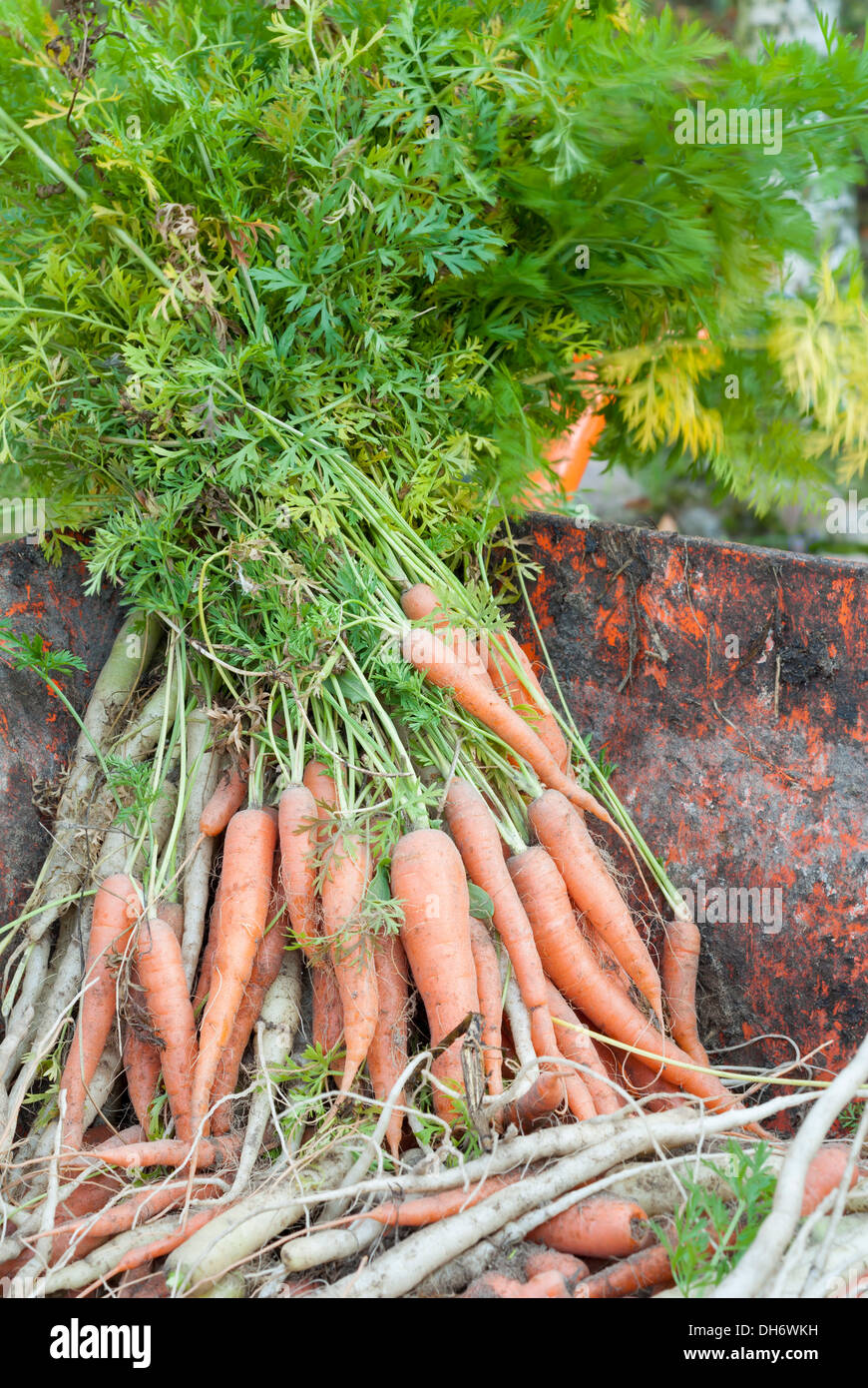 Fresh harvest of muddy carrots Stock Photo - Alamy
