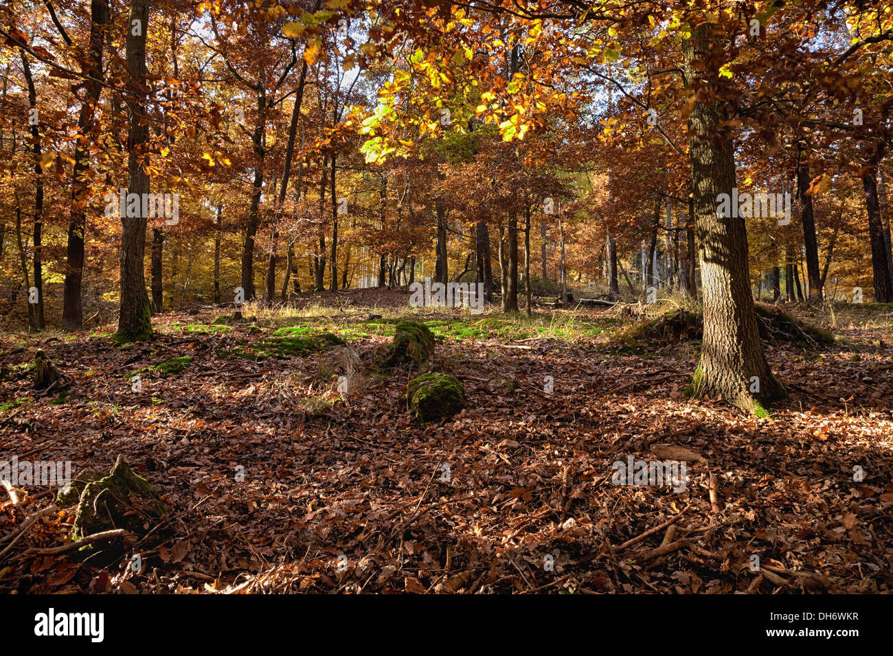 The old Oak forest in falls morning Stock Photo - Alamy