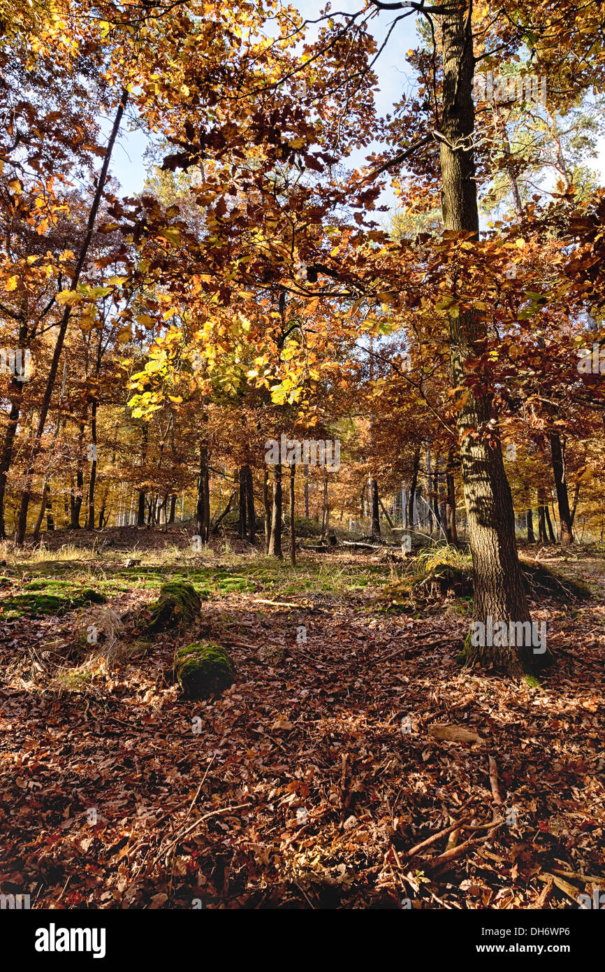 The old Oak forest in falls morning Stock Photo - Alamy